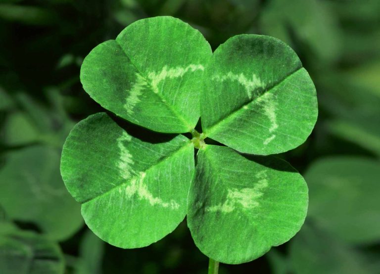 The Shamrock: History, Symbolism, and Cultural Significance - Secret ...