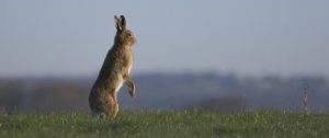 The Irish Hare: A Symbol of Ireland’s Wild Beauty and Heritage - Secret ...